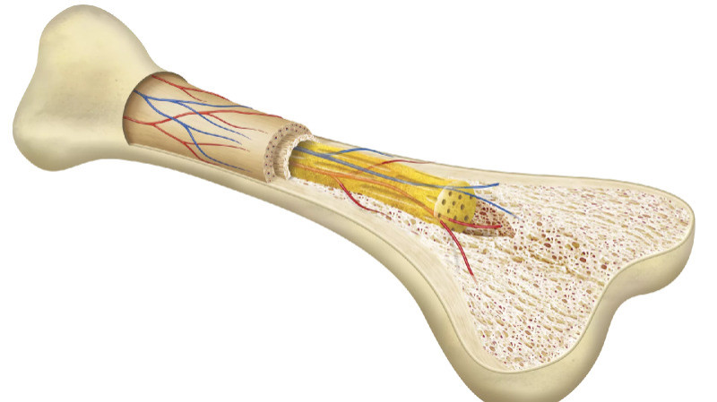 Bone Marrow: Structure, Composition, and Functions